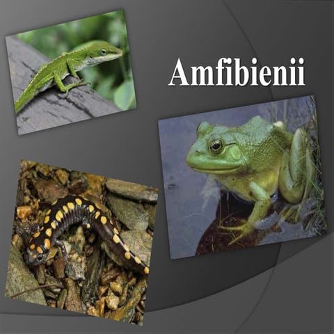Amfibienii | PPTX
