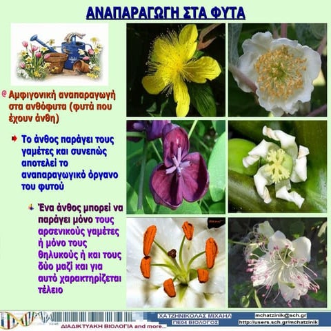 Amfigoniki anaparagogi sta_anthofita | PPT