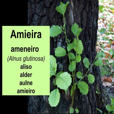 Amieira, ameneiro (Alnus glutinosa) | PPS