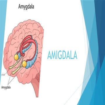 AMIGDALA Y SU FUNCIONAMIENTO EN EL CUERPO HUMANO.pptx