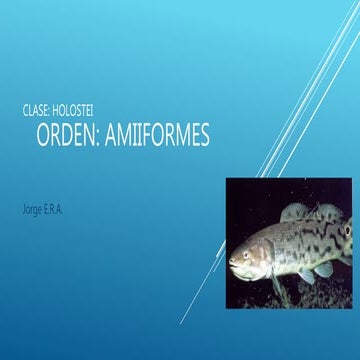 Peces: Orden Amiiformes (Amia) | PPTX