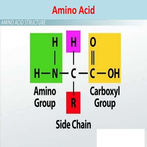 Amino Acid DPT.pptx