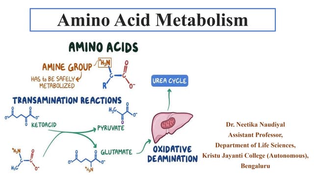 DEAMINATION AND DECARBOXYLATION | PPTX