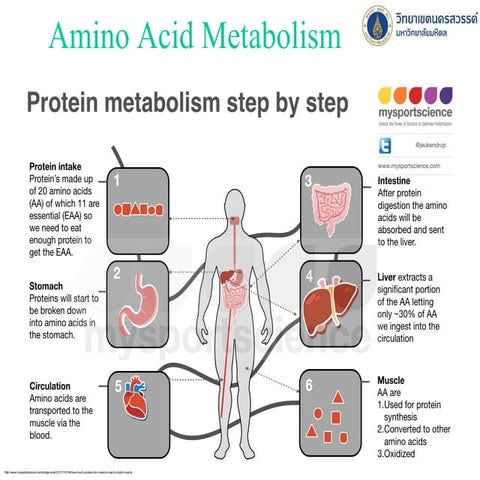 amino acid metabolism_mai2021.pdf