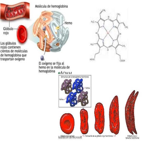 Aminoác. e proteínasfinal | PPT