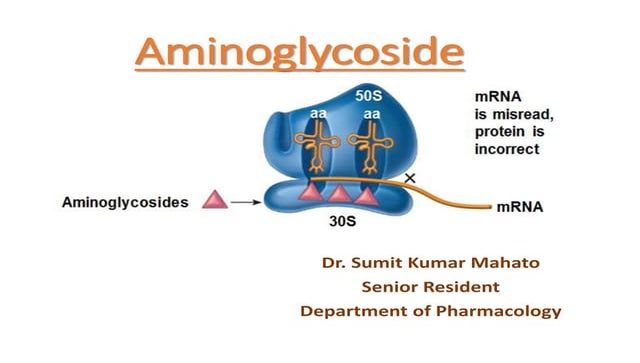 Aminoglycosides | PPT