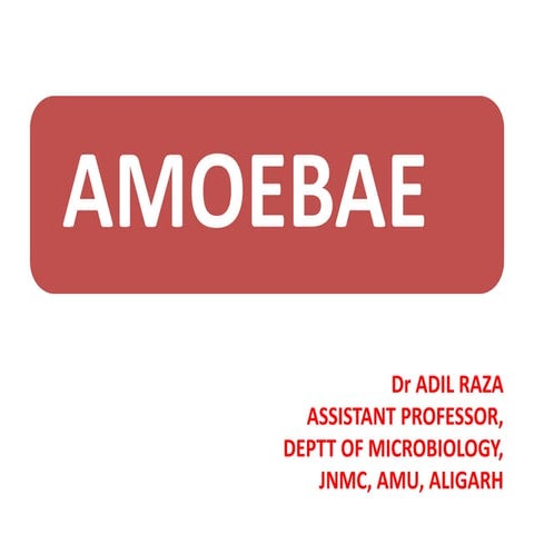 Amoebae | PPTX