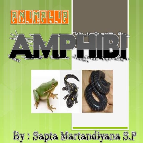 Amphibia | PPT