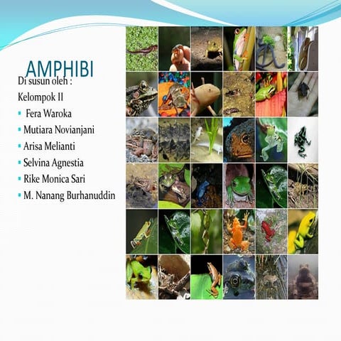 Laporan Praktikum 3 Amphibia | PDF