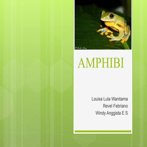 Laporan Praktikum 3 Amphibia | PDF