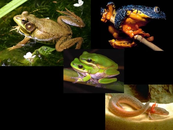 Fire bellied toad | PPT