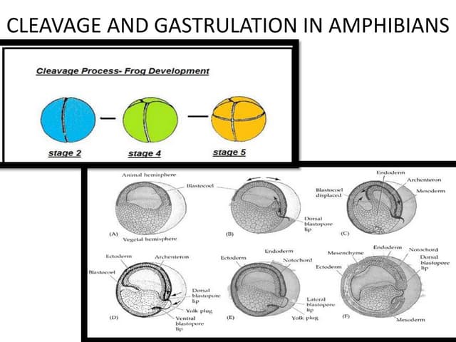 Theories of preformation, pangenesis, epigenesis, | PPTX