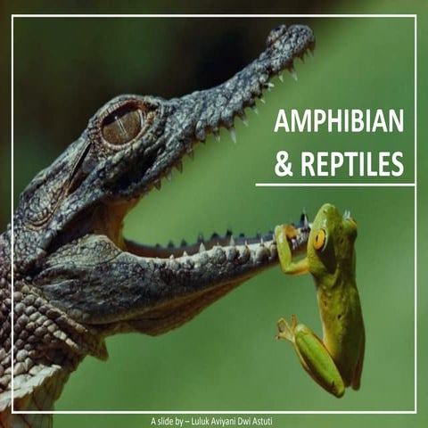 Biodiversitas Hewan: Amphibi & Reptil | PPTX