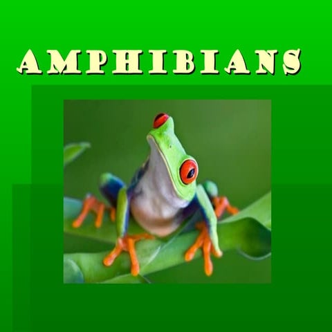 Amphibians | PPT