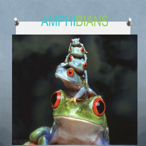 Amphibians | PPTX