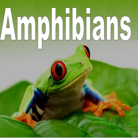 Amphibians | PPT