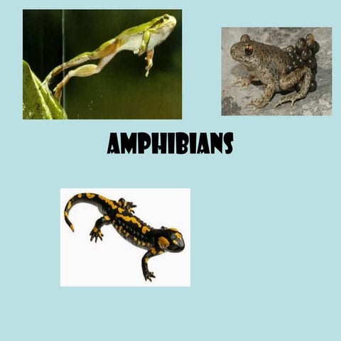 Reptiles_ppt | PPT