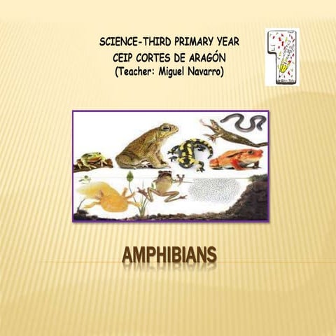 Amphibians | PPT