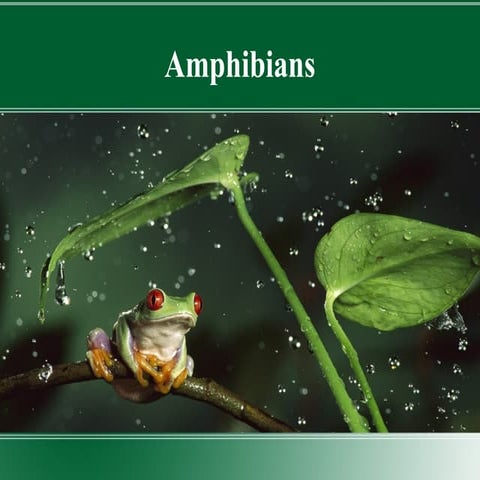 Amphibians- Life History and Characteristics | PPT