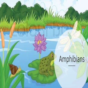 Amphibians | PPTX