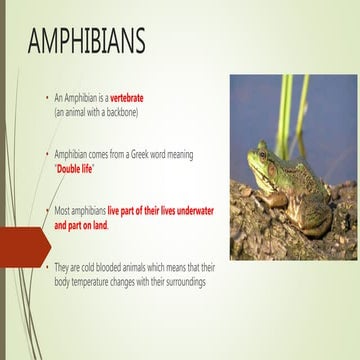 Amphibians | PPT