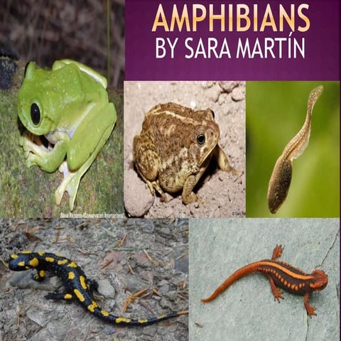 Amphibians by Sara | PPTX | Reptiles | Pets