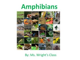 Classification of animals | PPT