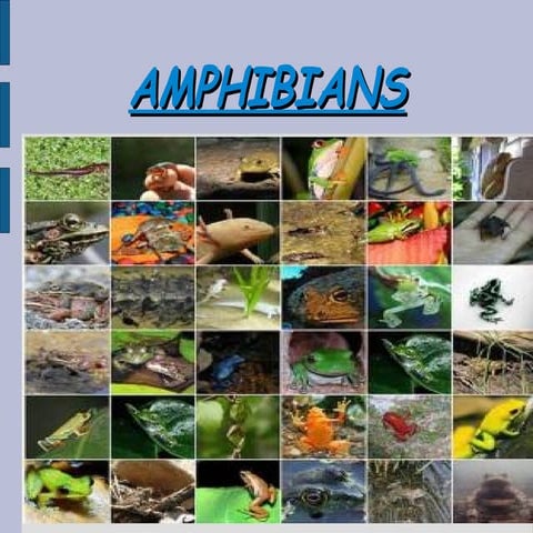 Amphibians ok | ODP