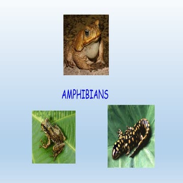 Amphibians year 3 | PPTX