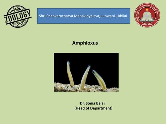 Amphioxus (Branchiostoma) | PPT
