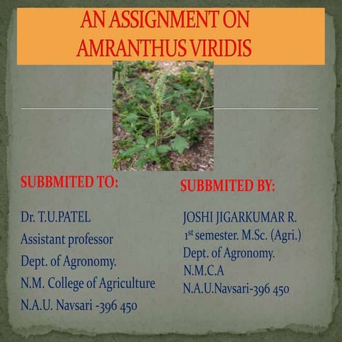 Amaranthus | PPTX