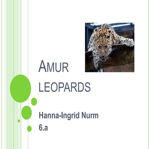 Amur leopards | PPTX