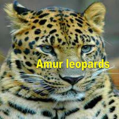 Amur leopards | PPTX