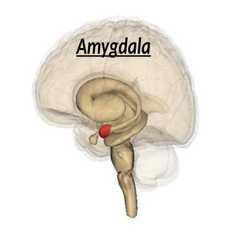 amygdala its structure and function and stuff | PPTX