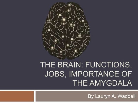 Amygdala | PPT