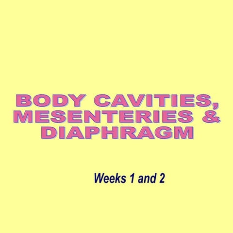 ANA 208 Wks 1 & 2.ppt BODY CAVITIES, MESENTERIES & diagphram | PPT