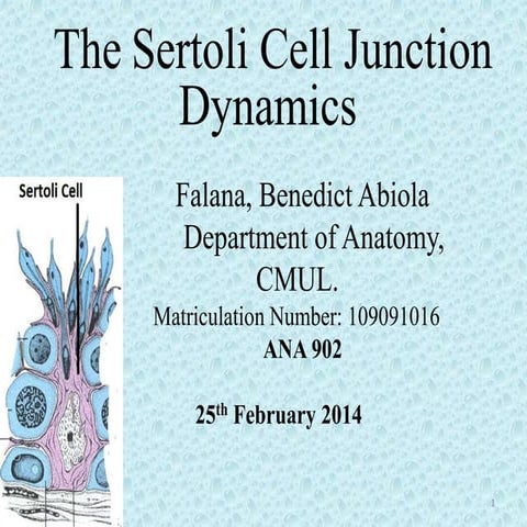 Sertoli Cell Junctional Dynamics | PPT