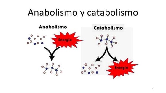 Escala De Catabolismo Anabolismo