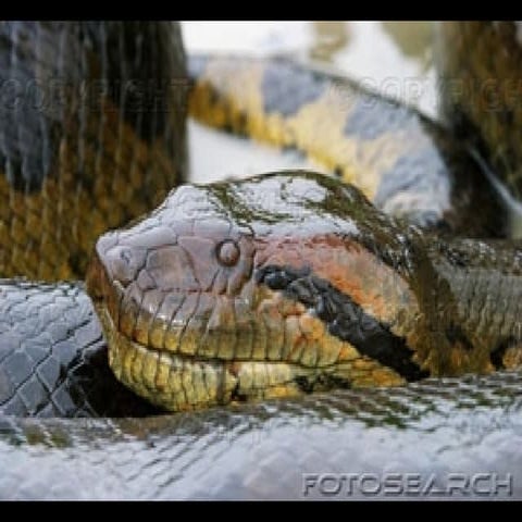 Anaconda. | PPS