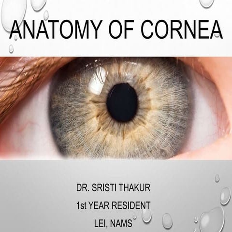 Anatomy of Cornea | PPTX