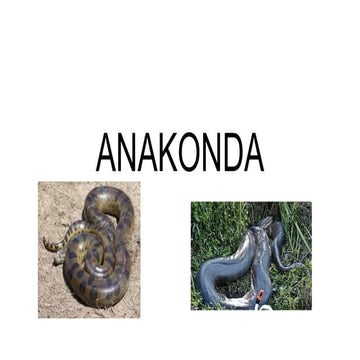 Anakonda | PPTX
