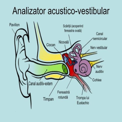 analizator acustico-vestibular | PPT