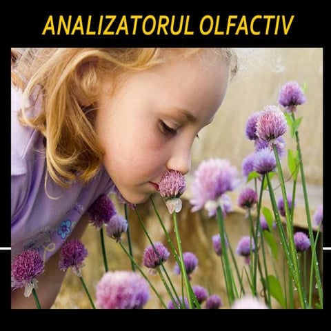 Analizatorul Olfactiv Ppt