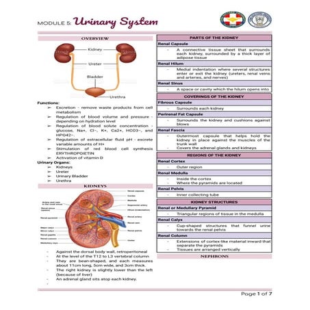 Anatomy and Physiology Transes Urinary System | PDF