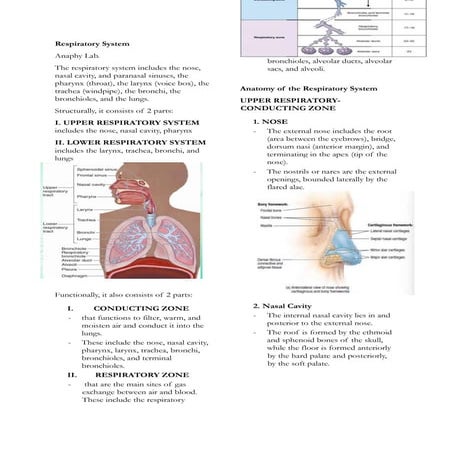 The Respiratory System- Anatomy and Physiology | DOCX