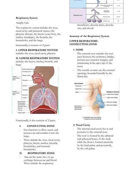 Lecture13 microscopic structure of the respiratory | PPT | Lung and Respiratory Health ...