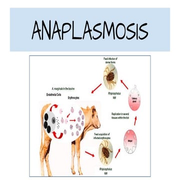 ANAPLASMOSIS.pdf
