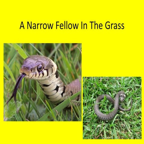 A Narrow Fellow In The Grass | PPTX