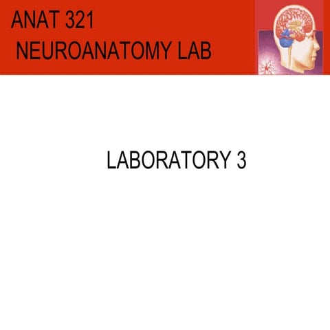 Anat 321 Lab3 | PPT