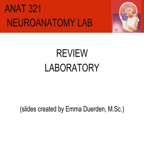 Anat321demoreview Lab 4 2009 | PPT